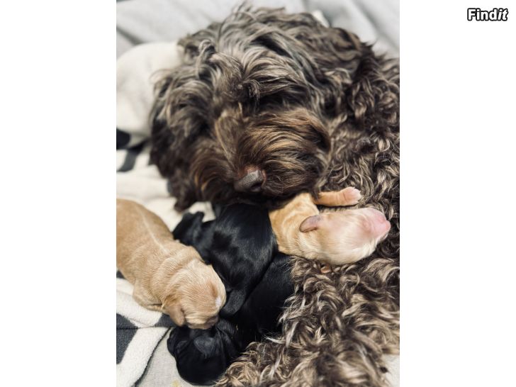 Myydään Multigen Labradoodle