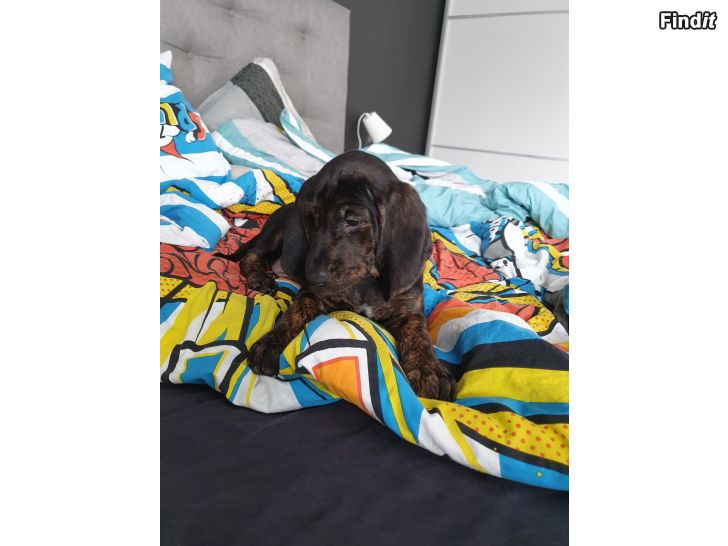 Myydään Plottin ajokoira